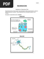 Specialised Animal Cells - Living Organisms - KS3 Biology - BBC ...
