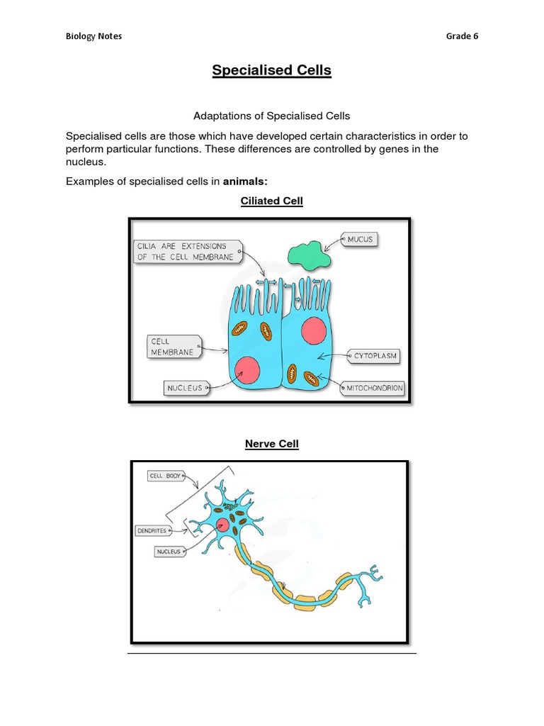 Specialised Cells: Biology Notes Grade 6 | PDF | Biology | Cell (Biology)