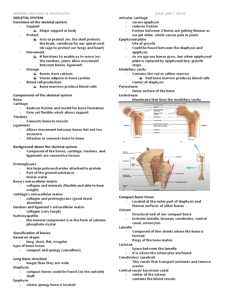 ANAPHY - CHAPTER 6 Skeletal System | PDF | Bone | Vertebral Column