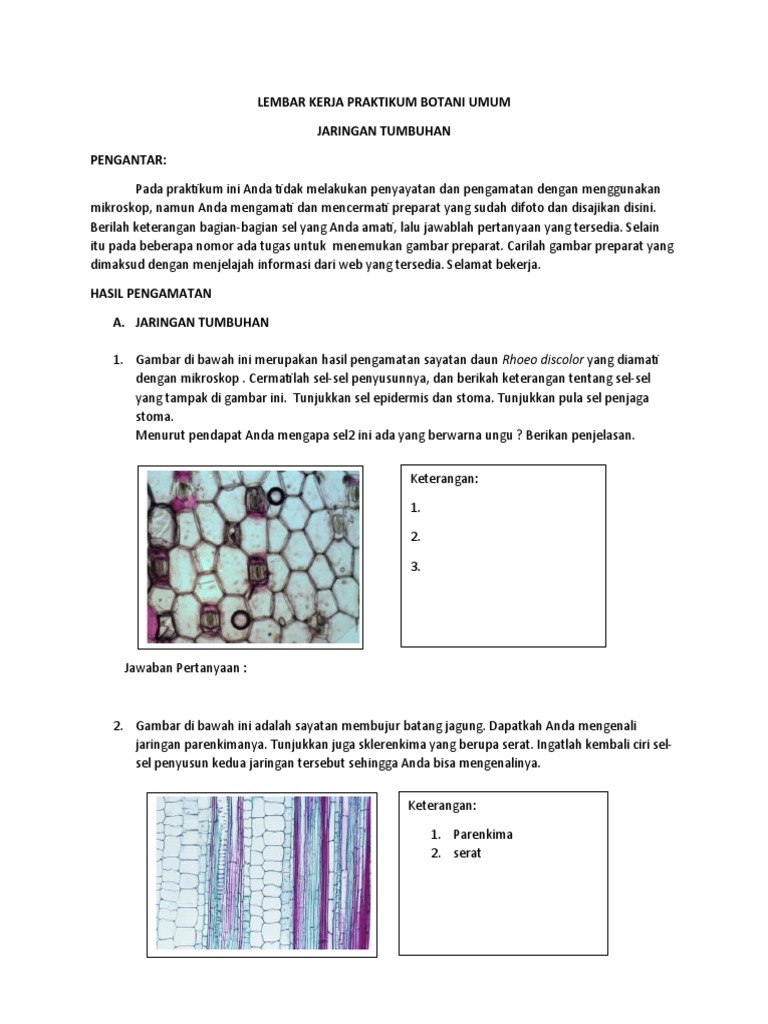 MG 12. Lembar Kerja Jaringan Tumbuhan | PDF | Sains & Matematika