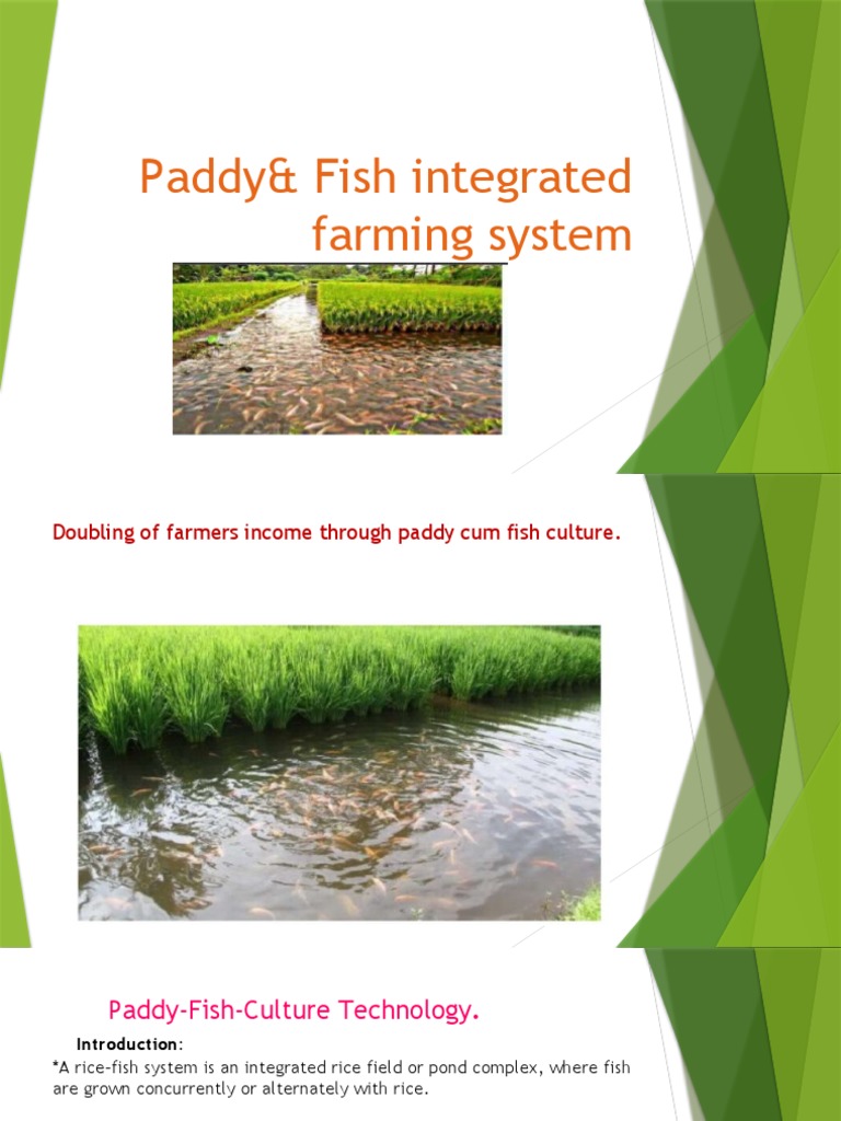 Paddy& Fish Integrated Farming System | PDF | Rice | Agriculture