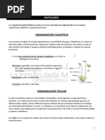 Guia Grado 7 Biologia Tejidos Vegetales | PDF | Plantas | Hoja
