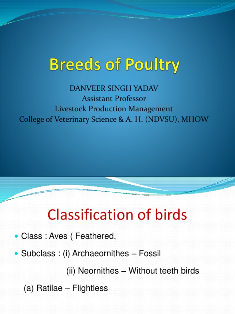 Classification and Breeds of Poultry with Details on Chicken Breeds ...