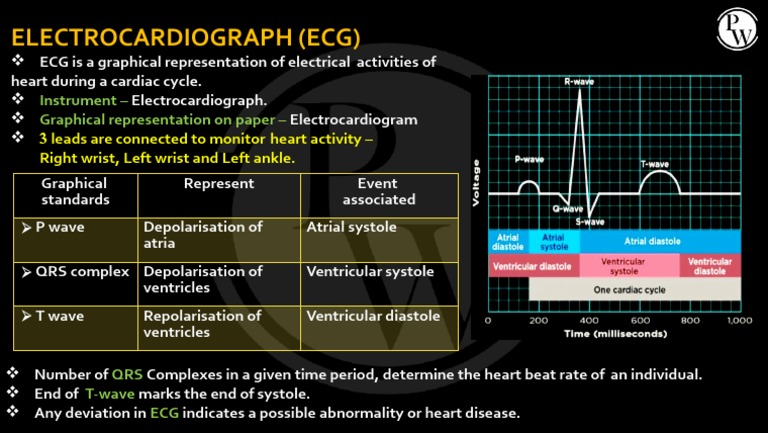 Understanding ECG: Heart Activity Analysis | PDF