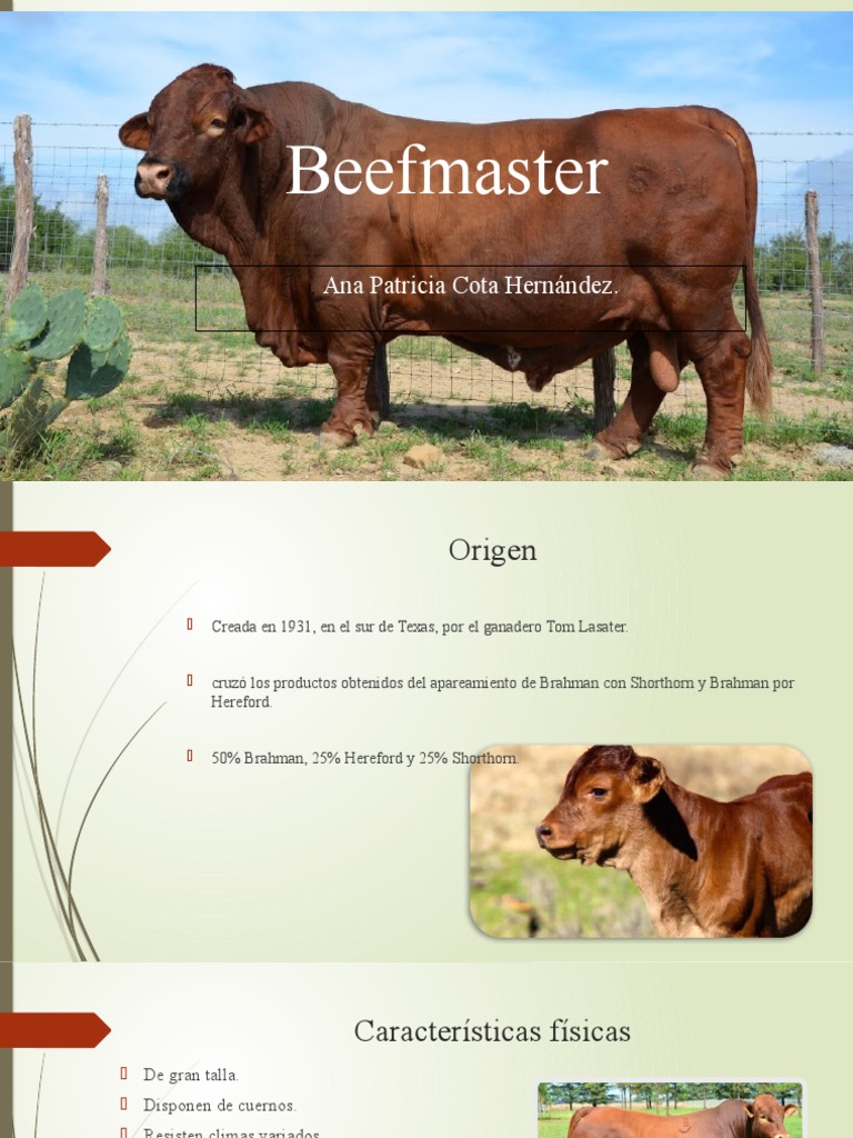 Beefmaster | PDF