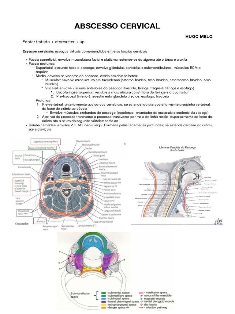 Principais espaços cervicais e abscessos associados | PDF | Epitélio ...