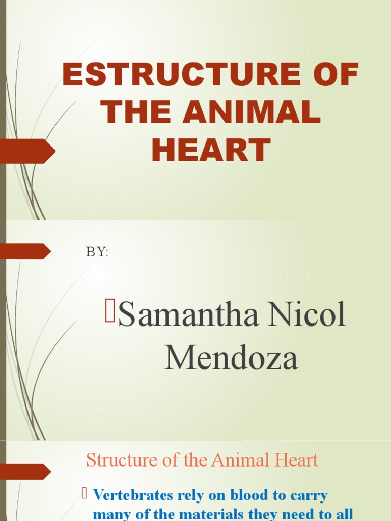 Estructure of The Animal Heart | PDF