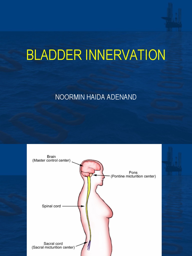 Bladder Innervation: Noormin Haida Adenand | PDF | Urination | Urinary ...