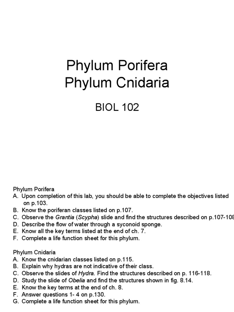 Phylum Porifera Phylum Cnidaria: BIOL 102 | PDF | Sponge | Zoology