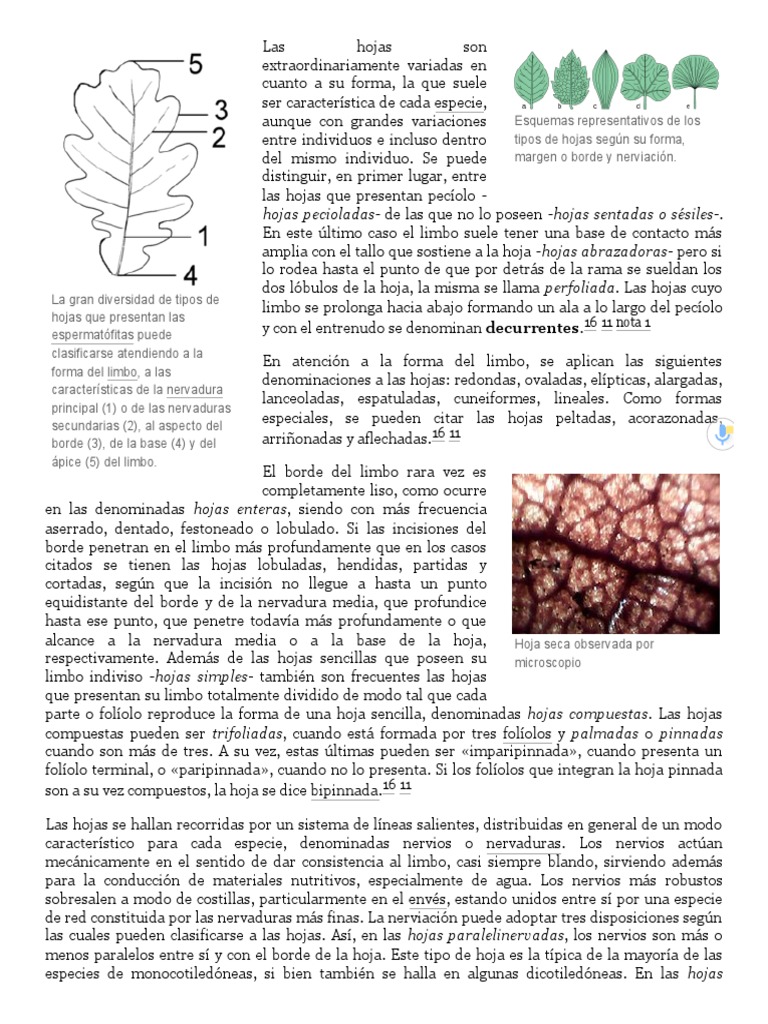 Hoja - Wikipedia, La Enciclopedia Libre-2 | PDF | Hoja | Estoma