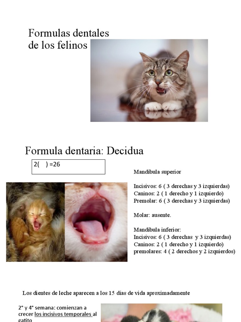 Formulas Dentales de Los Felinos | PDF