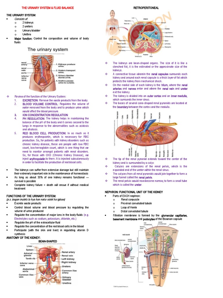 The Urinary System & Fluid Balance | PDF | Kidney | Angiotensin