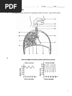 Year 8 Breathing and Respiration | PDF | Respiratory System | Breathing
