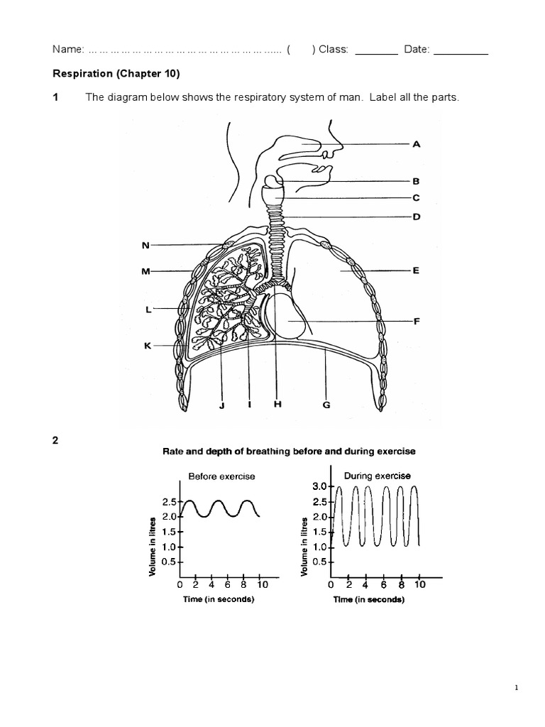 Respiration Worksheet 1 With Answers | PDF | Breathing | Cellular ...