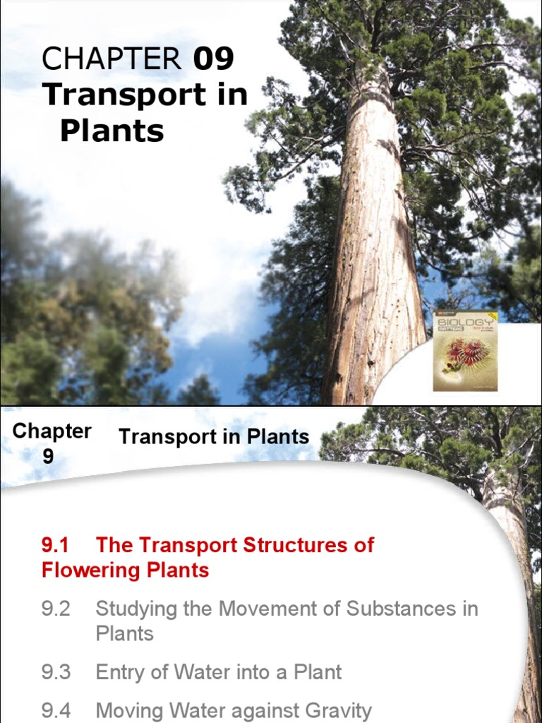Plant Transport Structures Explained | PDF | Plant Stem | Root