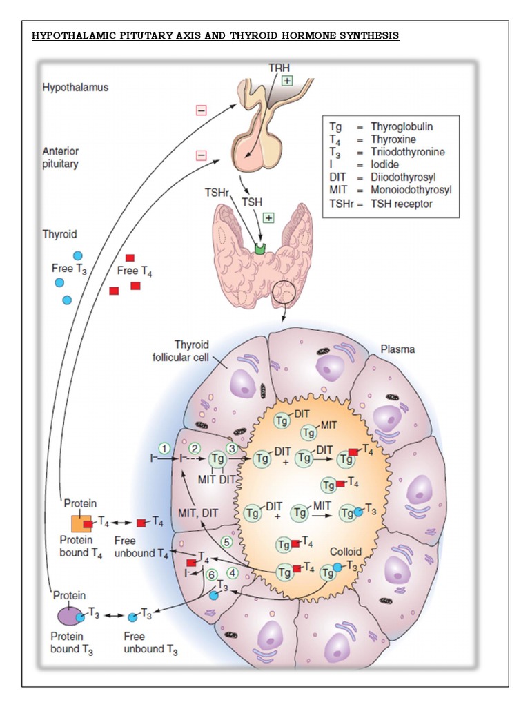 Hypothalamic Pitutary Axis and Thyroid Hormone Synthesis | PDF ...