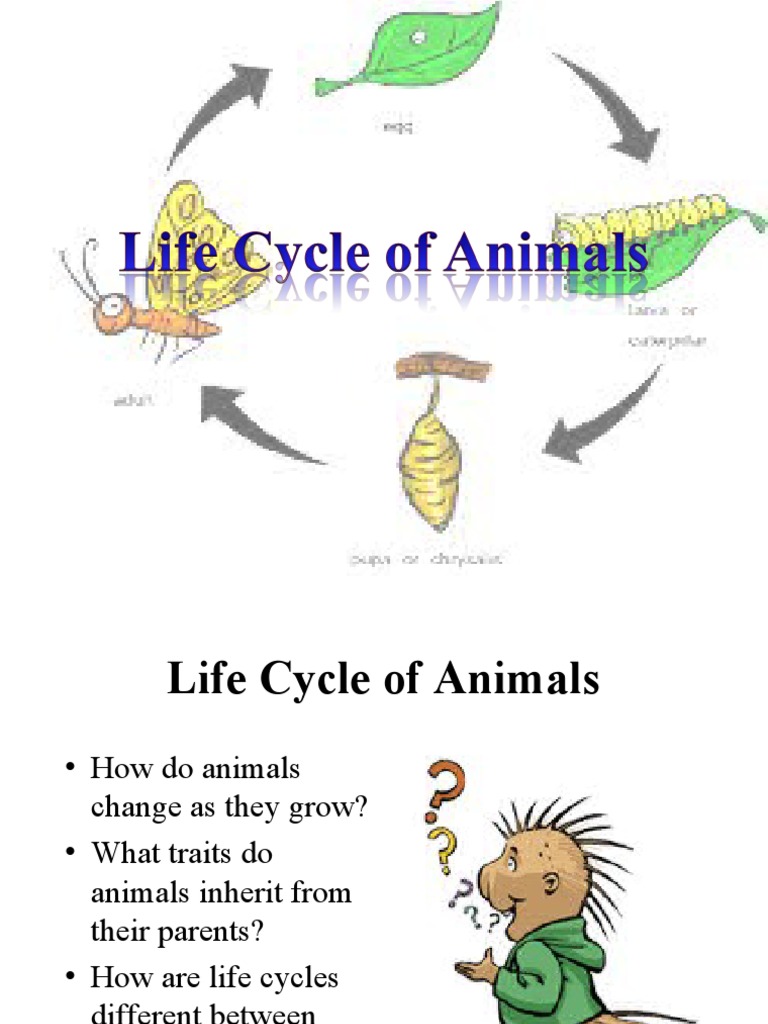 Life Cycles of Animals Report | PDF | Egg | Frog