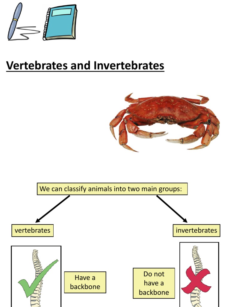 Vertebrates vs. Invertebrates Explained | PDF | Fish | Vertebrates