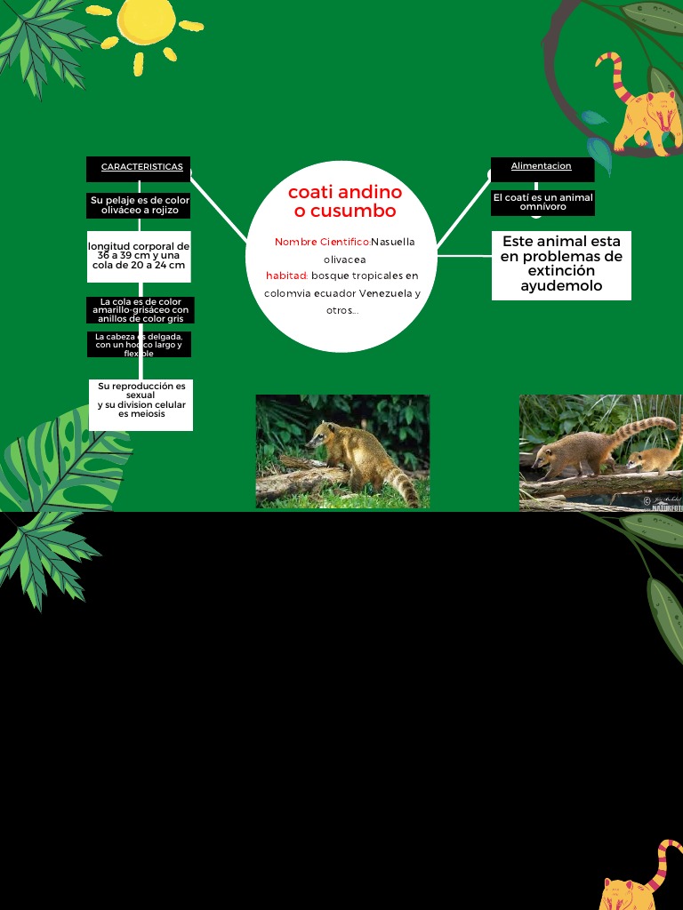 Coati Andino o Cusumbo (Nasuella Olivacea) | PDF