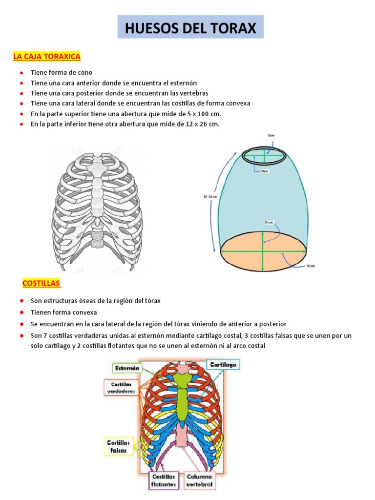 Huesos de La Caja Toraxica | PDF | Vértebra | Anatomía humana