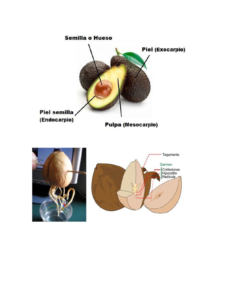 Partes Del Fruto de Aguacate | PDF