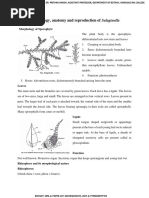 Cycas and Pinus: Morphology & Reproduction | PDF | Leaf | Plant Stem