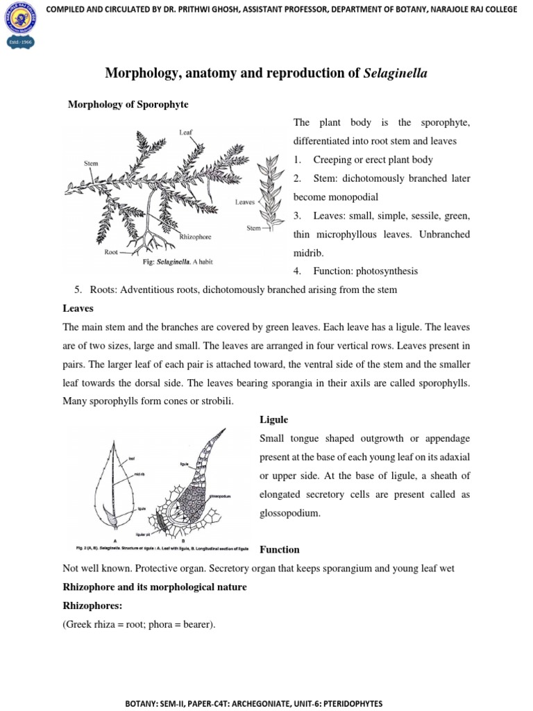 Morphology, Anatomy and Reproduction of Selaginella | PDF | Leaf | Spore