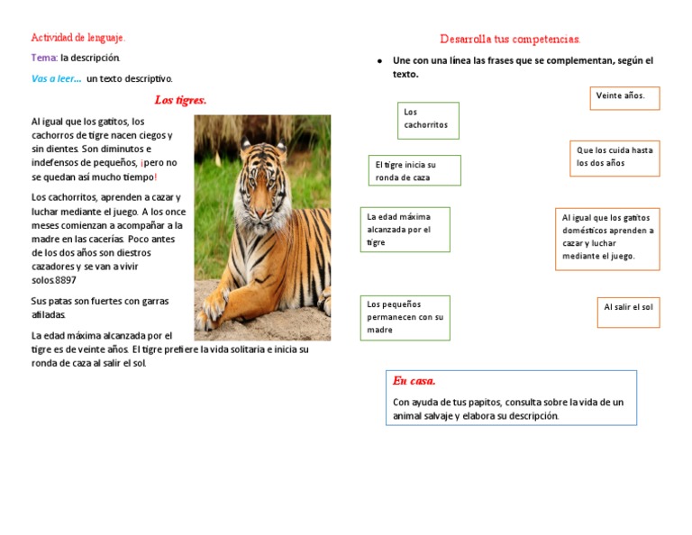 Actividad de Lenguaje | PDF | Tigre | Caza