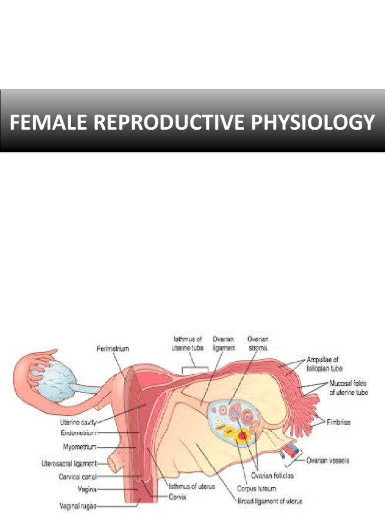 Female Reproductive Physiology Overview | PDF | Menstrual Cycle ...
