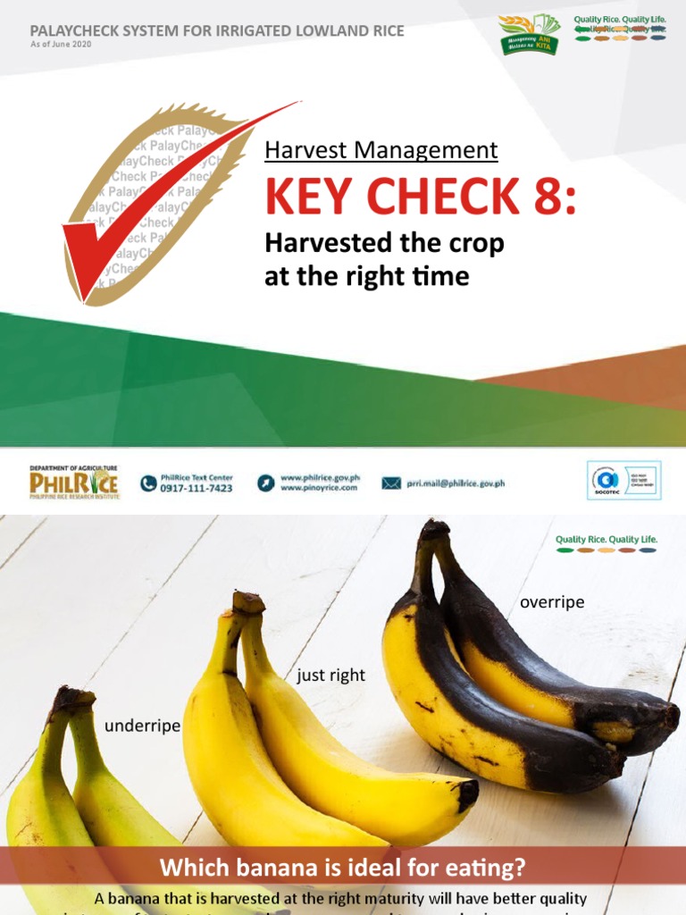 Key Check 8 Harvest Management | PDF | Rice | Food And Drink