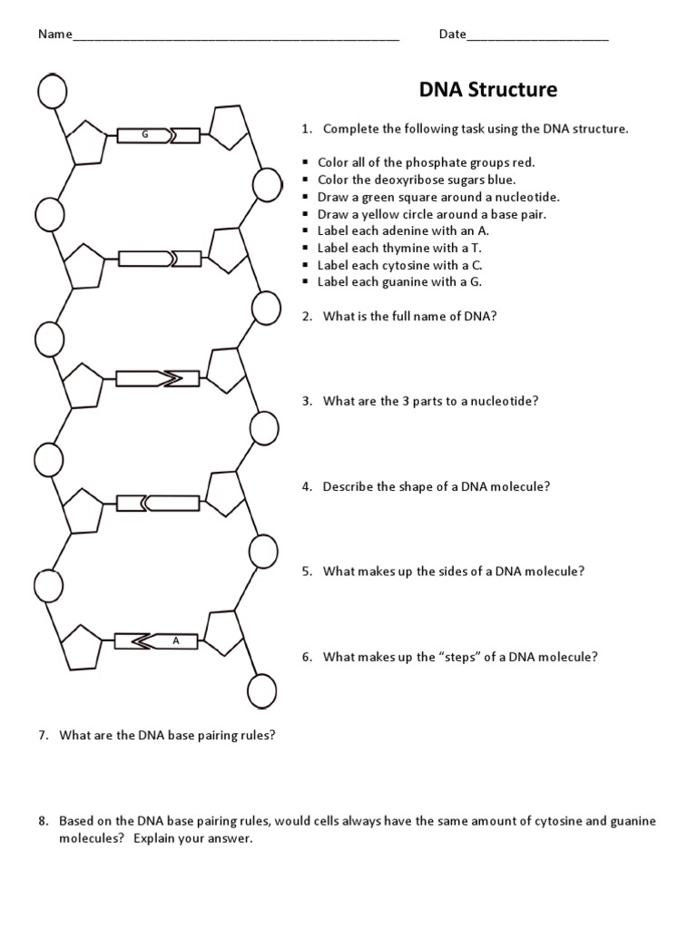 DNA Structure Worksheet Answers | PDF | Dna | Base Pair