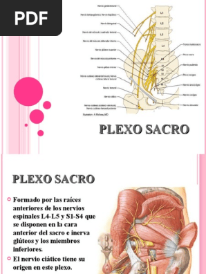 Anatomía Del Plexo Sacro