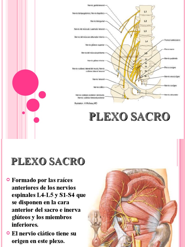 Fdocumentos - Tips - Plexo Sacro 558c21db07fb4 | PDF | Sistema musculoesquelético | Tejido suave