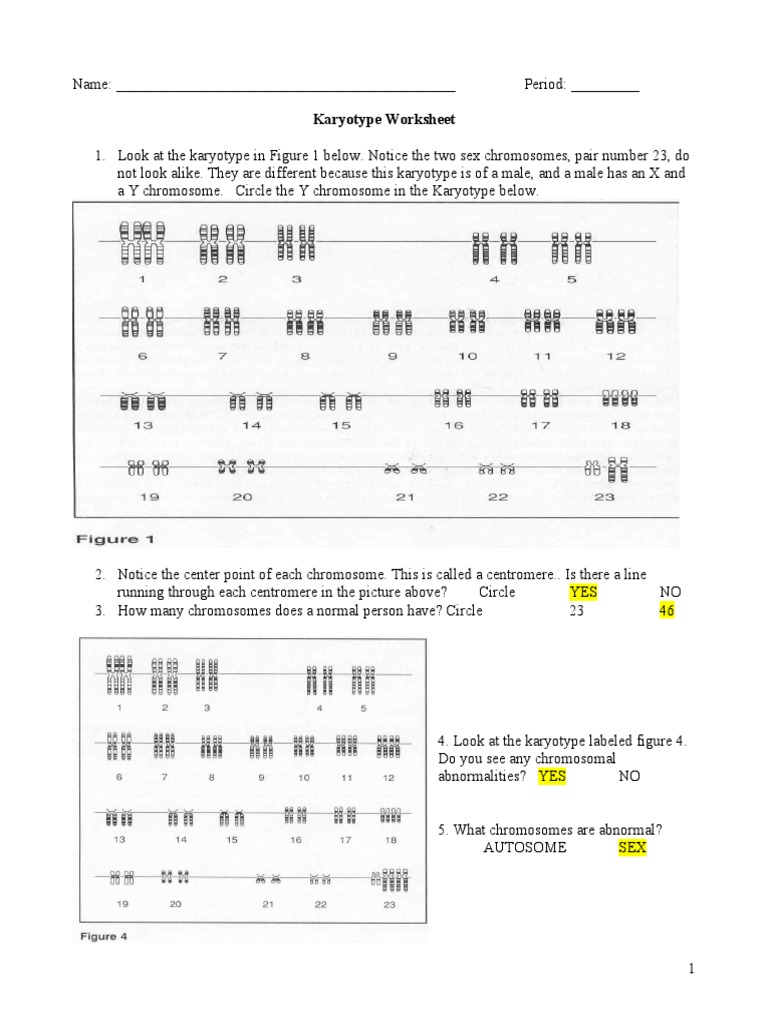 Karyotype - Worksheet Answers | PDF | Chromosome | Karyotype