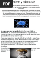 Test de Mayo | PDF | Neuropsicología | Neurociencia