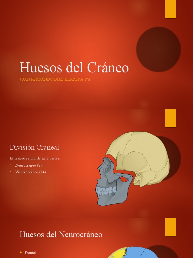 Huesos Del Cráneo | PDF | Cráneo | Anatomía
