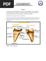 Cerclaje de Rótula: Técnica Quirúrgica | PDF | Articulación | Rodilla