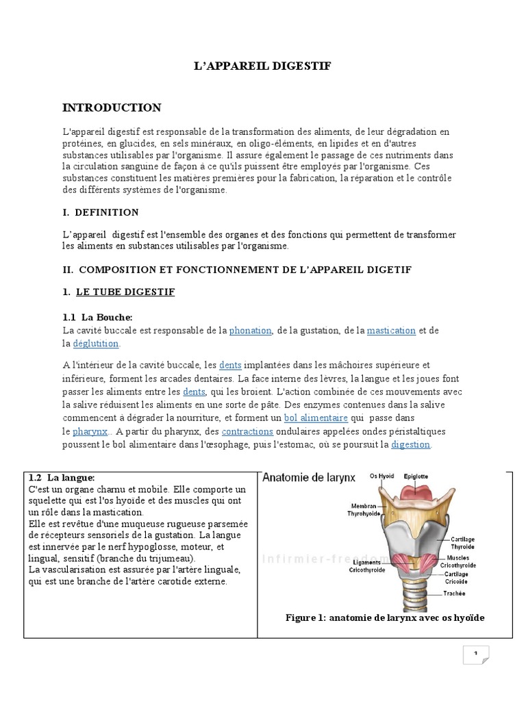 Ľ Appariel Dijestif + Ľ Appariel Genital | PDF | Utérus | Estomac