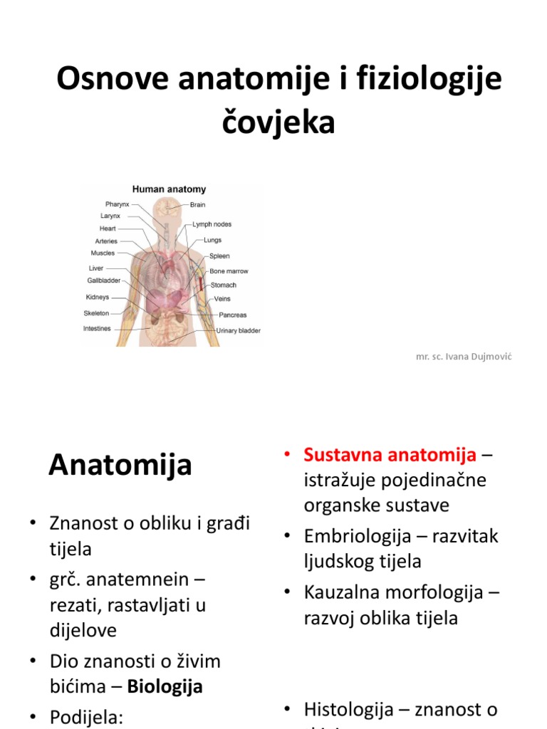 Osnove Anatomije I Fiziologije Covjeka | PDF
