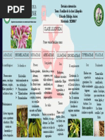 Características y usos del matapalo | PDF | Arboles | Hoja