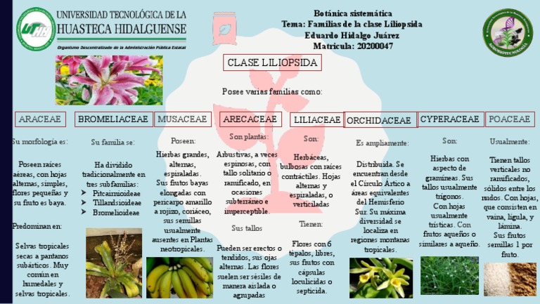Clase Liliopsida | PDF | Botánica | Plantas