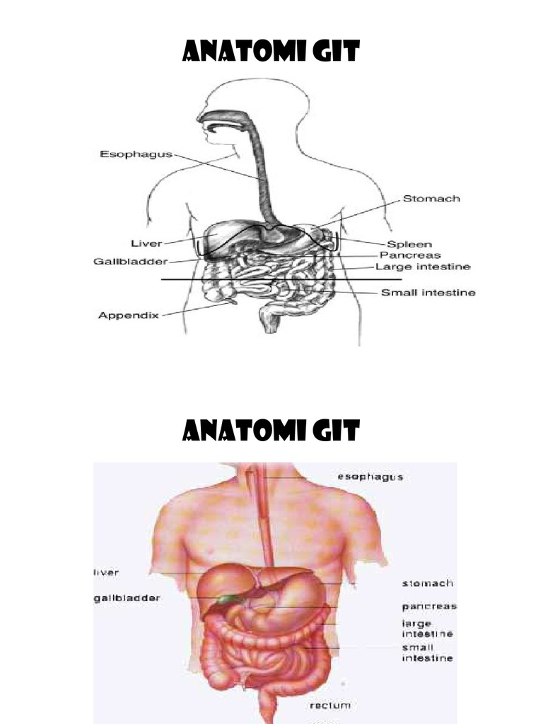 Anatomi Git | PDF
