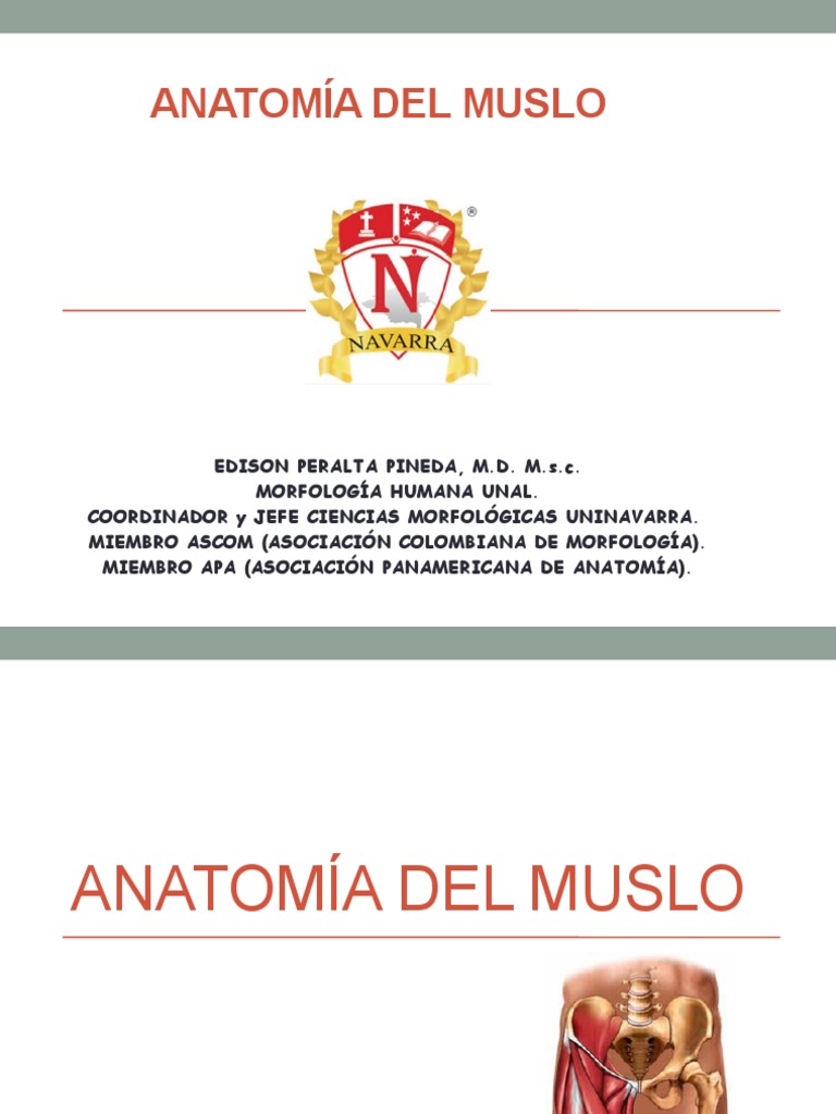 Anatomía y Compartimentos del Muslo | PDF | Articulaciones | Tejido suave