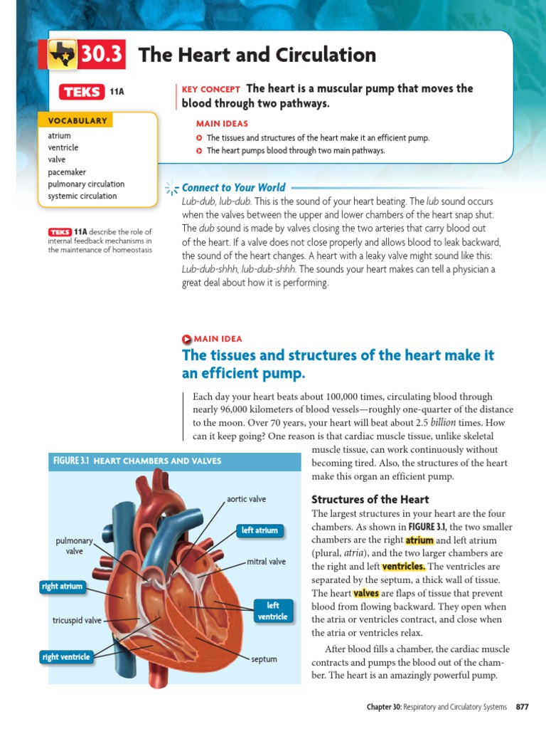 Circulatory System Reading | PDF | Heart | Atrium (Heart)