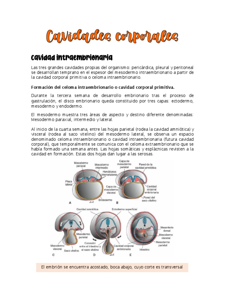 Cavidades Corporales-Embriologia 3 Corte | PDF | Abdomen | Sistema ...