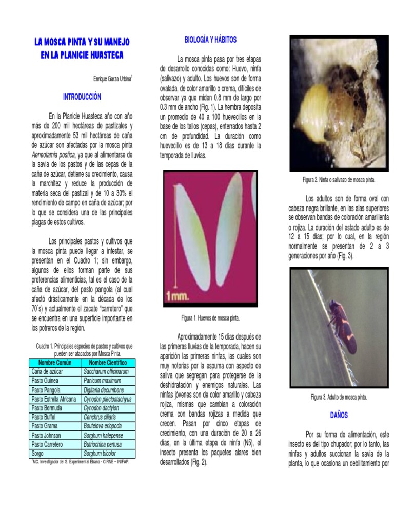 Urbina - La Mosca Pinta y Su Manejo en La Planicie Huasteca | PDF ...