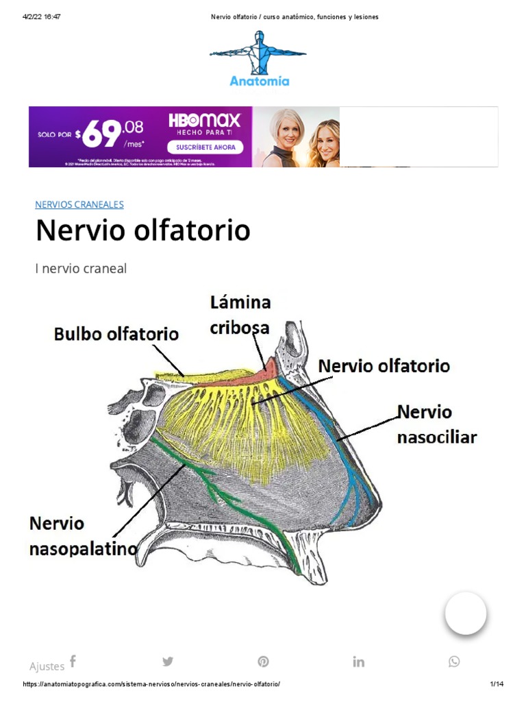 Nervio Olfatorio Curso Anatómico Funciones Y Lesiones Pdf Órgano Anatomía Neuroanatomía