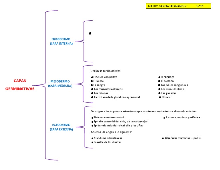 Capas Germinativas | PDF
