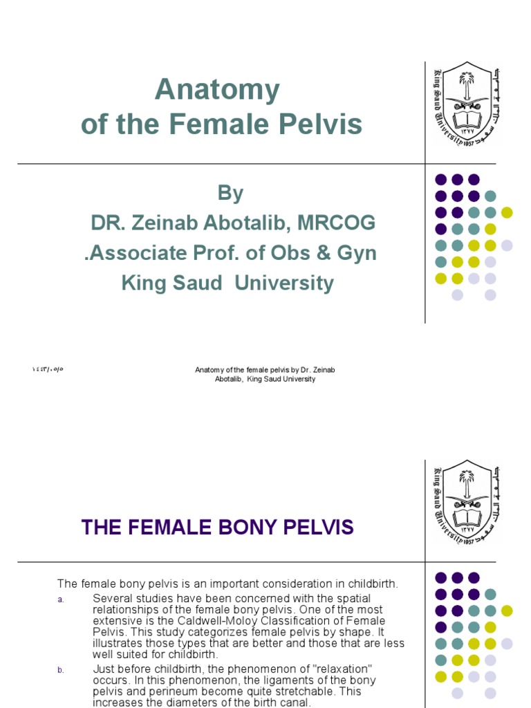 Anatomy of The Female Pelvis: by DR. Zeinab Abotalib, MRCOG Associate ...
