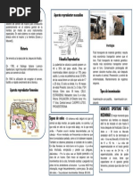 Ficha Tecnica Bullgrass 30.4 SL | PDF | Plantas | Botánica